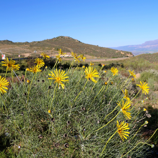 Clanwilliam Daisy (Euryops Speciosissimus) Plant Care & How to Grow, Water