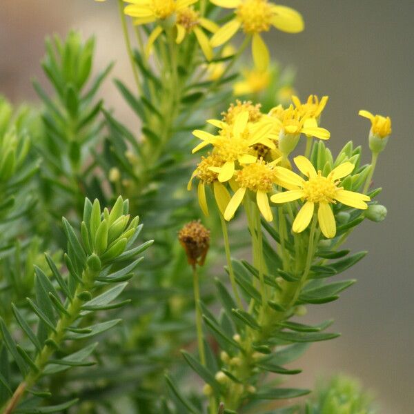Mt Currie True-Eye (Euryops Tysonii) Plant Care & How to Grow, Water