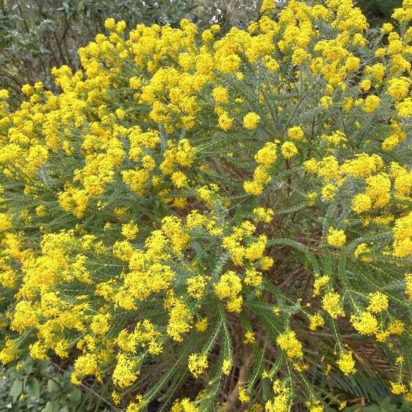 Virgin True Eye (Euryops Virgineus) Plant Care & How to Grow, Water