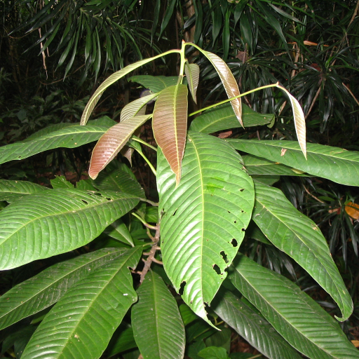 Bornean Ironwood (Eusideroxylon Zwageri) Plant Care & How to Grow, Water