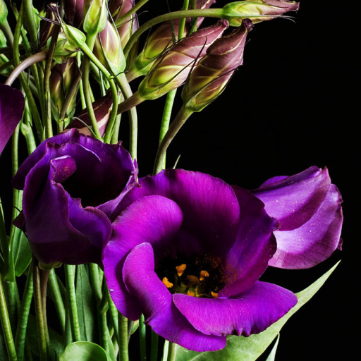 Prairie Gentian (Eustoma) Plant Care & How to Grow, Water