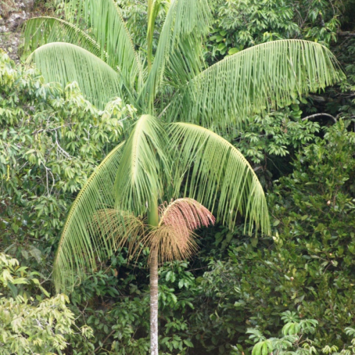 Assai Palm (Euterpe Edulis) Plant Care & How to Grow, Water