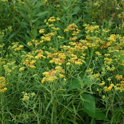 Flat-Top Goldenrod (Euthamia Graminifolia) Plant Care & How to Grow, Water