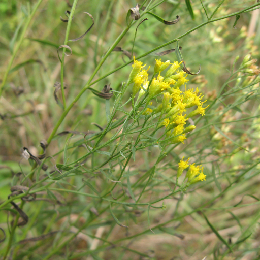 Great Plains Goldentop (Euthamia Gymnospermoides) Care Guide: Water ...