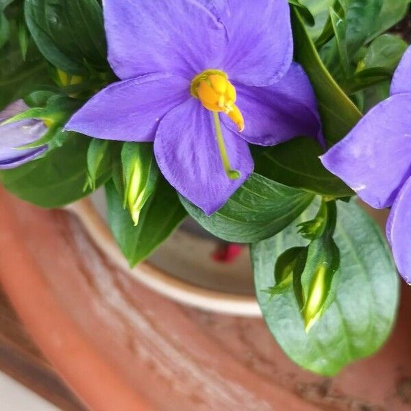 Exacum Trinervium Plant Care & How to Grow, Water