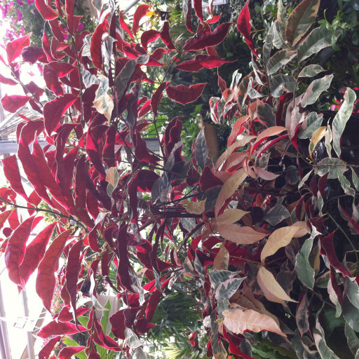 Laila Majnu (Excoecaria Cochinchinensis) Plant Care & How to Grow, Water