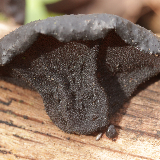 Exidia Glandulosa Plant Care & How to Grow, Water