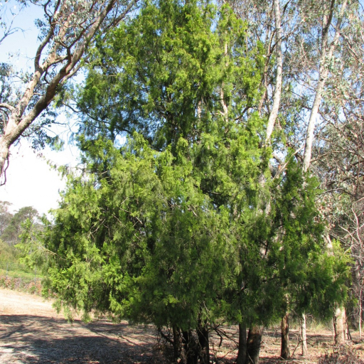 Native Cherry (Exocarpos Cupressiformis) Care Guide: Water, Soil ...