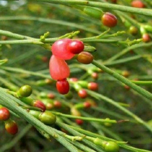 Exocarpos Nanus Plant Care & How to Grow, Water