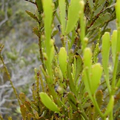 Exocarpos Neocaledonicus Care Guide: Water, Soil & Propagation - Plantiary