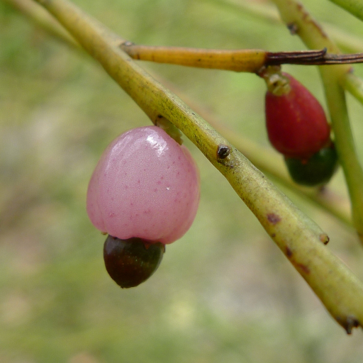 Pale Ballart (Exocarpos Strictus) Care Guide: Water, Soil & Propagation ...