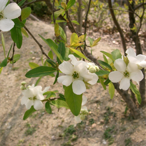 Common Pearlbrush (Exochorda Racemosa) Care Guide: Water, Soil ...