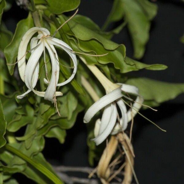 Caribbean Princewood (Exostema Caribaeum) Plant Care & How to Grow, Water