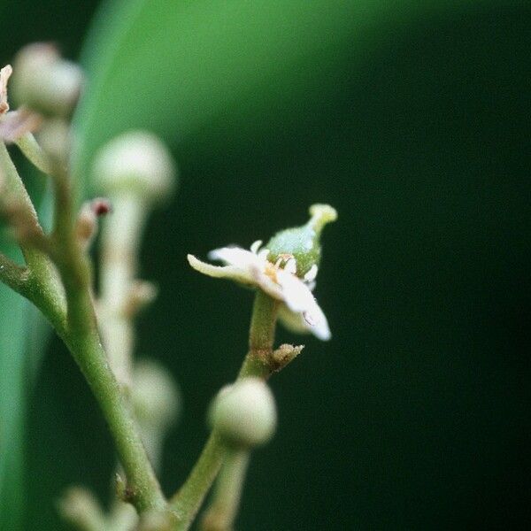 Butterbough (Exothea Paniculata) Plant Care & How to Grow, Water