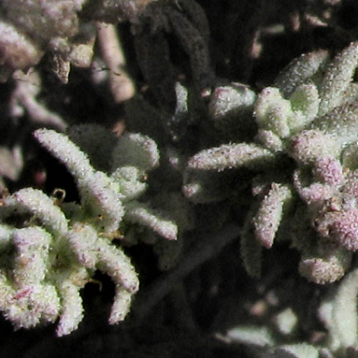 California Saltbush (Extriplex Californica) Plant Care & How to Grow, Water