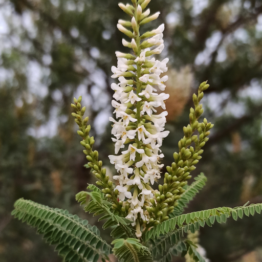Kidneywood (Eysenhardtia Polystachya) Plant Care & How to Grow, Water