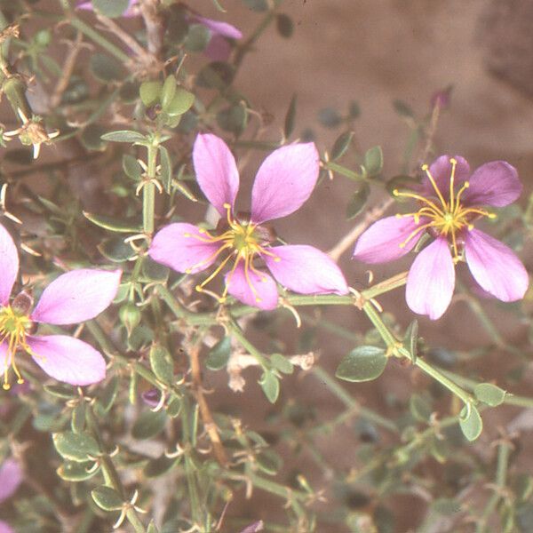 Fagonia Harpago Plant Care & How to Grow, Water