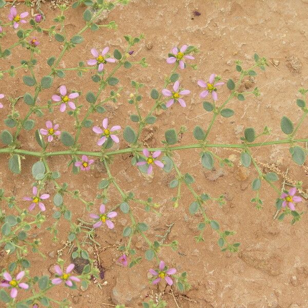 Fagonia Latifolia Plant Care & How to Grow, Water