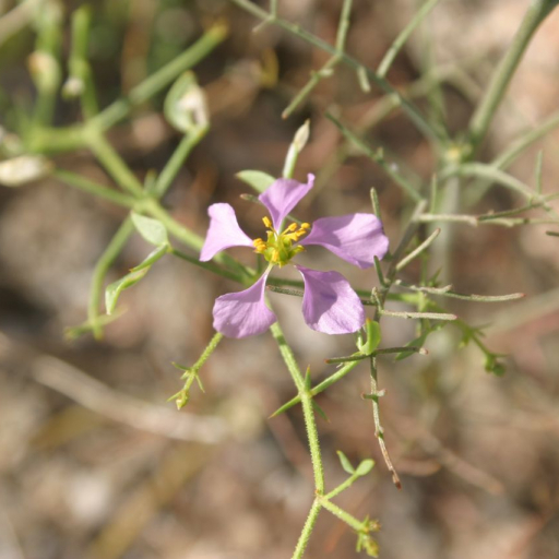 Sticky Fagonbush (Fagonia Pachyacantha) Plant Care & How to Grow, Water