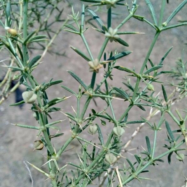 Fagonia Zilloides Plant Care & How to Grow, Water