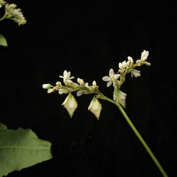 Tall Buckwheat (Fagopyrum Acutatum) Plant Care & How to Grow, Water