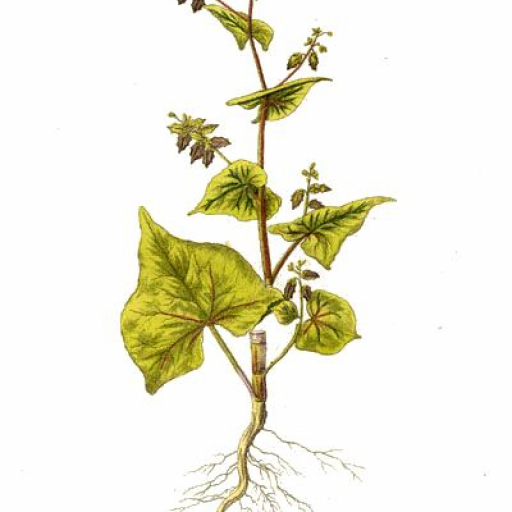 Tartary Buckwheat (Fagopyrum Tataricum) Care Guide: Water, Soil ...