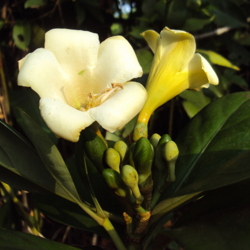Perfume Flower Tree (Fagraea Ceilanica) Plant Care & How to Grow, Water
