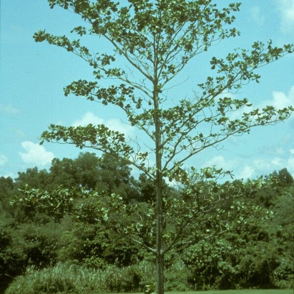Cabbage Tree (Fagraea Crenulata) Plant Care & How to Grow, Water