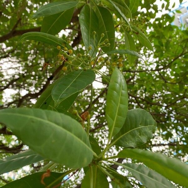 Ironwood (Fagraea Fragrans) Plant Care & How to Grow, Water