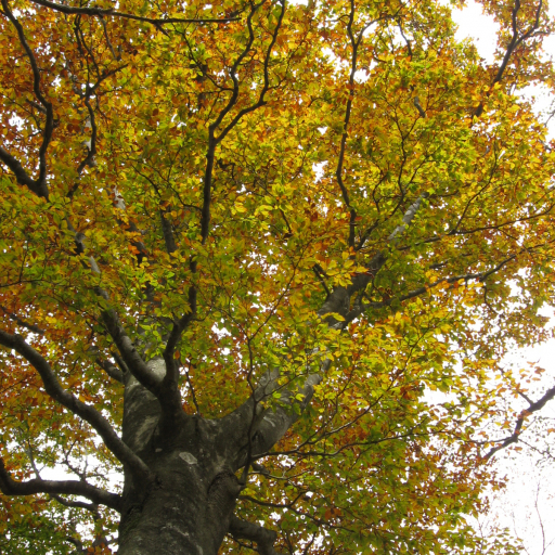 Japanese Beech (Fagus Crenata) Plant Care & How to Grow, Water