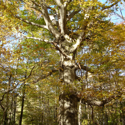American Beech (Fagus Grandifolia) Plant Care & How to Grow, Water