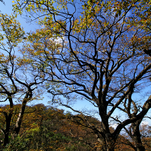 Taiwan Beech (Fagus Hayatae) Care Guide: Water, Soil & Propagation ...