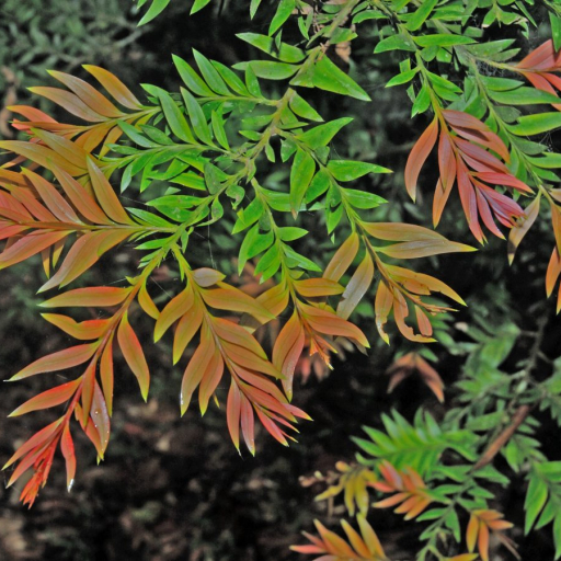 Common Sickle Pine (Falcatifolium Falciforme) Care Guide: Water, Soil ...