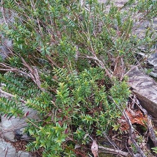 Yew-Leaf Sickle Pine (Falcatifolium Taxoides) Care Guide: Water, Soil ...