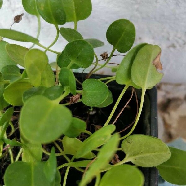 Falkia Repens Plant Care & How to Grow, Water