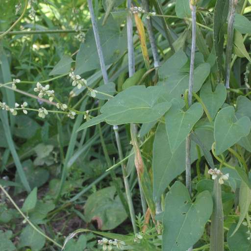 Black Bindweed (Fallopia Convolvulus) Plant Care & How to Grow, Water