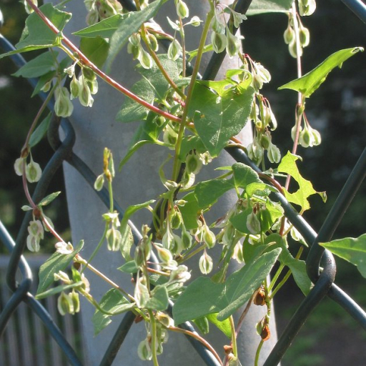 Copse Bindweed (Fallopia Dumetorum) Plant Care & How to Grow, Water