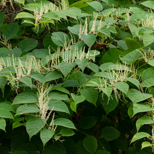 Japanese Knotweed (Fallopia Japonica) Plant Care & How to Grow, Water