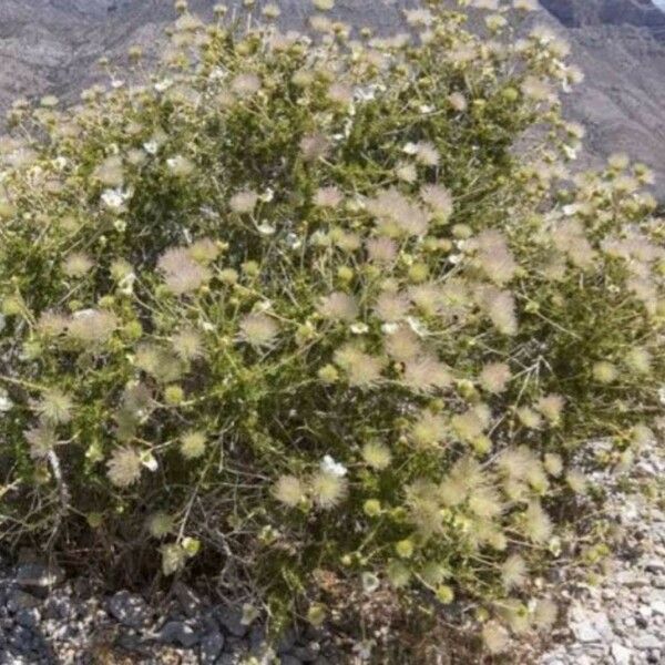 Apache Plume (Fallugia Paradoxa) Plant Care & How to Grow, Water