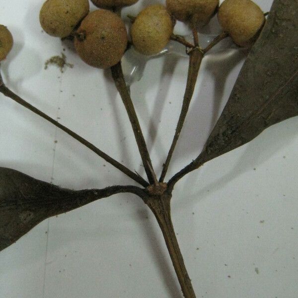 Faramea Corymbosa Plant Care & How to Grow, Water