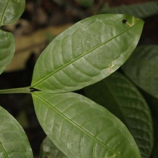 Faramea Guianensis Care Guide: Water, Soil & Propagation - Plantiary