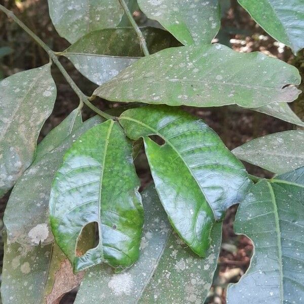 Faramea Hyacinthina Care Guide: Water, Soil & Propagation - Plantiary