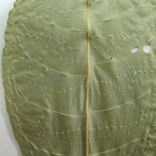 Faramea Multiflora Care Guide: Water, Soil & Propagation - Plantiary