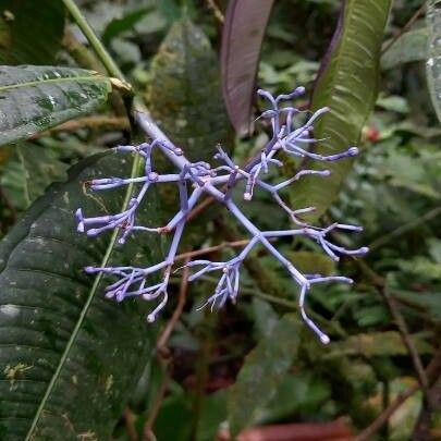 Faramea Suerrensis Care Guide: Water, Soil & Propagation - Plantiary