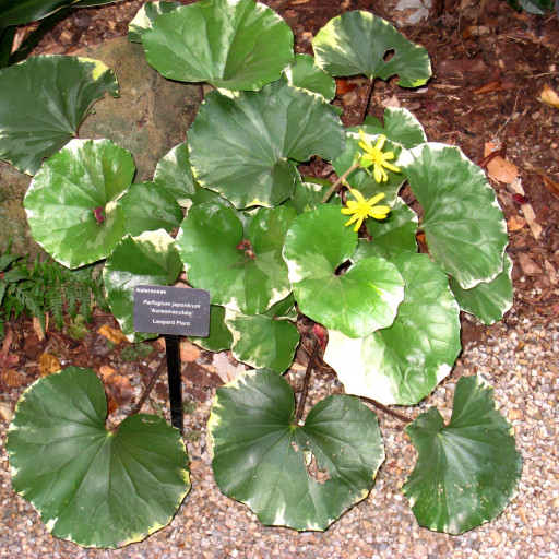 Leopard (Farfugium Japonicum) Plant Care & How to Grow, Water