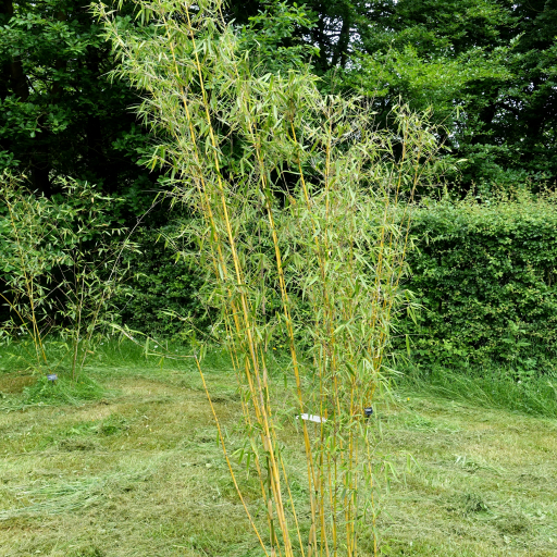 Clumping Bamboo (Fargesia Robusta) Plant Care & How to Grow, Water