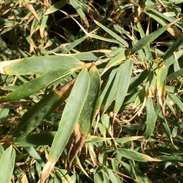 Fountain Bamboo (Fargesia Rufa) Plant Care & How to Grow, Water