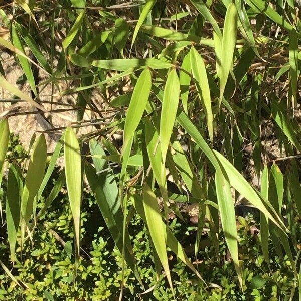 Fargesia Scabrida Plant Care & How to Grow, Water