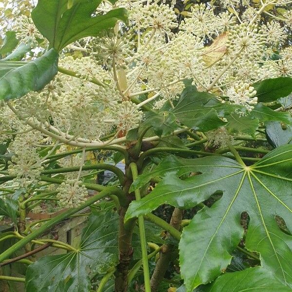 Lizard Guillaumin (× Fatshedera Lizei) Plant Care & How to Grow, Water