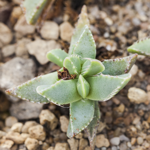 Tiger's Jaw (Faucaria Felina) Plant Care & How to Grow, Water